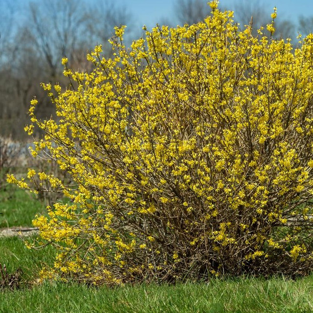 Forsythia Shrubs | Plant Addicts