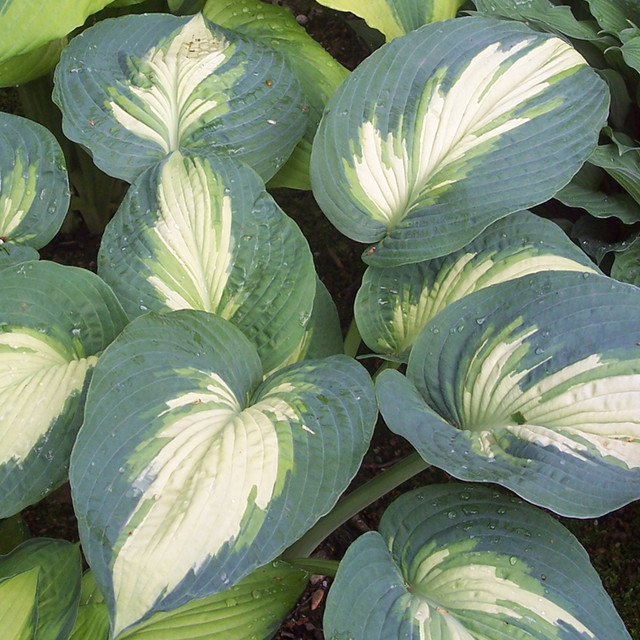 Wrinkle in Time Hosta | Plant Addicts