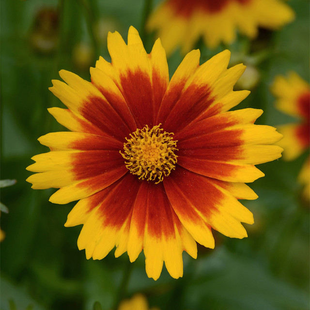 Li'l Bang Red Elf Tickseed | Plant Addicts