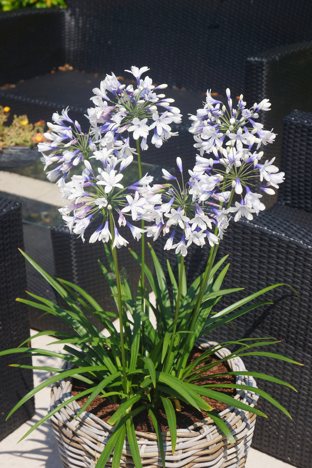 Indigo Frost Agapanthus | PlantAddicts.com