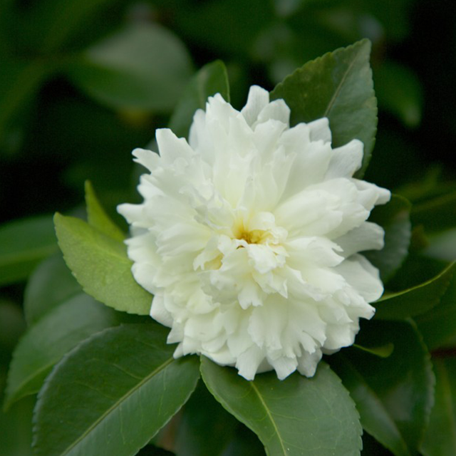 October Magic Ivory Camellia | PlantAddicts.com