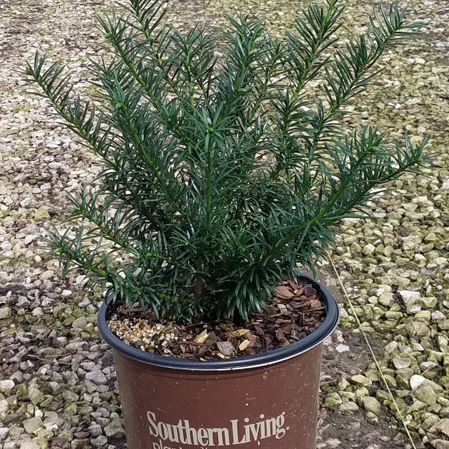 Yew Shrubs | Plant Addicts