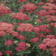 Yarrow | Plant Addicts