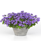 Monarch Magic Flossflower | Plant Addicts