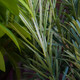 Roman Candle Podocarpus | PlantAddicts.com