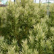 Roman Candle Podocarpus | PlantAddicts.com