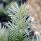 Roman Candle Podocarpus | PlantAddicts.com