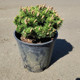 Dwarf Mountain Pine Tree | Plant Addicts
