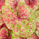 Heart to Heart® Raspberry Moon Caladium | Plant Addicts
