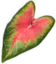 Heart to Heart® Rose Glow Caladium | Plant Addicts