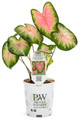 Heart to Heart® Rose Glow Caladium | Plant Addicts