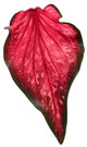 Heart to Heart® Scarlet Flame Caladium | Plant Addicts