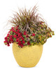 Superbells® Double Ruby Calibrachoa | Plant Addicts