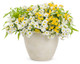 Superbells® Over Easy Calibrachoa | Plant Addicts