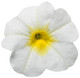 Superbells® Over Easy Calibrachoa | Plant Addicts