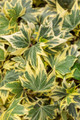 Proven Accents® Yellow Ripple Ivy | Plant Addicts