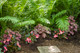 Hippo® Rose Polka Dot Plant | Plant Addicts