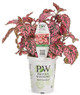 Hippo® Rose Polka Dot Plant | Plant Addicts