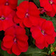 SunPatiens® Compact Fire Red Impatiens | Plant Addicts