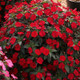 SunPatiens® Compact Fire Red Impatiens | Plant Addicts