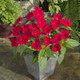 SunPatiens® Compact Fire Red Impatiens | Plant Addicts