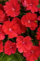 SunPatiens® Compact Fire Red Impatiens | Plant Addicts