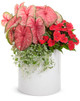 SunPatiens® Compact Fire Red Impatiens | Plant Addicts