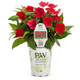SunPatiens® Compact Fire Red Impatiens | Plant Addicts