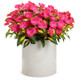 SunPatiens® Compact Fire Red Impatiens | Plant Addicts