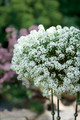 Snow Princess® Sweet Alyssum | Plant Addicts