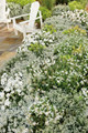 Snow Princess® Sweet Alyssum | Plant Addicts