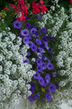 Snow Princess® Sweet Alyssum | Plant Addicts