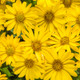 Bright Lights Yellow African Daisy | Plant Addicts