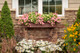 Supertunia® Bermuda Beach® Petunia | Plant Addicts