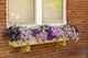 Supertunia® Bordeaux Petunia | Plant Addicts
