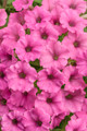 Supertunia Mini Vista® Hot Pink Petunia | Plant Addicts