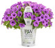 Supertunia Mini Vista® Indigo Petunia | Plant Addicts