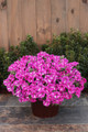 Supertunia® Raspberry Rush Petunia | Plant Addicts