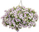 Supertunia® Trailing Blue Veined Petunia | Plant Addicts