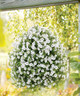 Supertunia® Trailing Silver Petunia | Plant Addicts