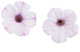 Supertunia® Trailing Silver Petunia | Plant Addicts