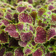 ColorBlaze® Chocolate Drop Coleus | Plant Addicts