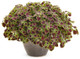 ColorBlaze® Chocolate Drop Coleus | Plant Addicts