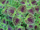 ColorBlaze® Chocolate Drop Coleus | Plant Addicts