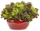 ColorBlaze® Chocolate Drop Coleus | Plant Addicts