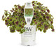 ColorBlaze® Chocolate Drop Coleus | Plant Addicts
