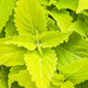 ColorBlaze® Lime Time® Coleus | Plant Addicts