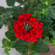 Superbena® Red Verbena | Plant Addicts
