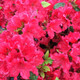 Perfecto Mundo® Red Azalea | Plant Addicts