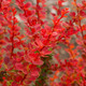 Sunjoy® Tangelo Barberry | Plant Addicts